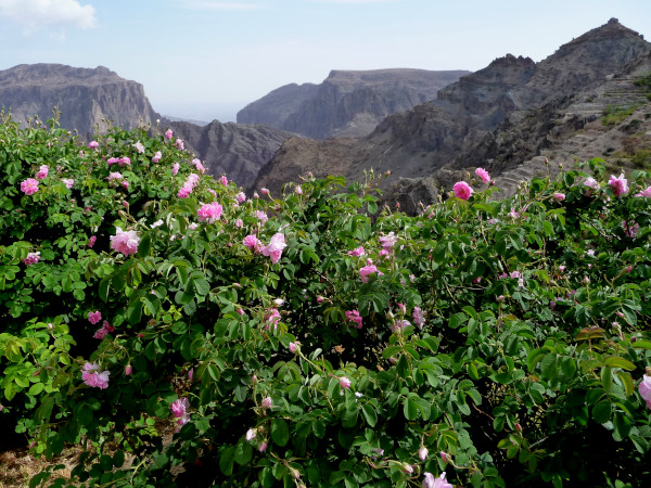 Trek et Decouverte a Oman - Calendrier de nos voyages